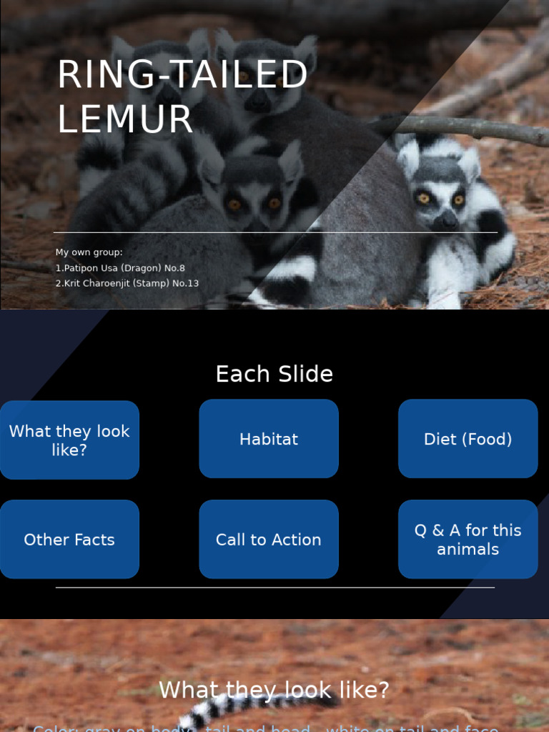 Ring Tailed Lemur | PDF