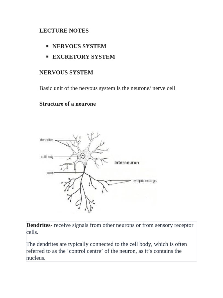 Nervous and Excretory System Overview | PDF | Neuron | Nervous System