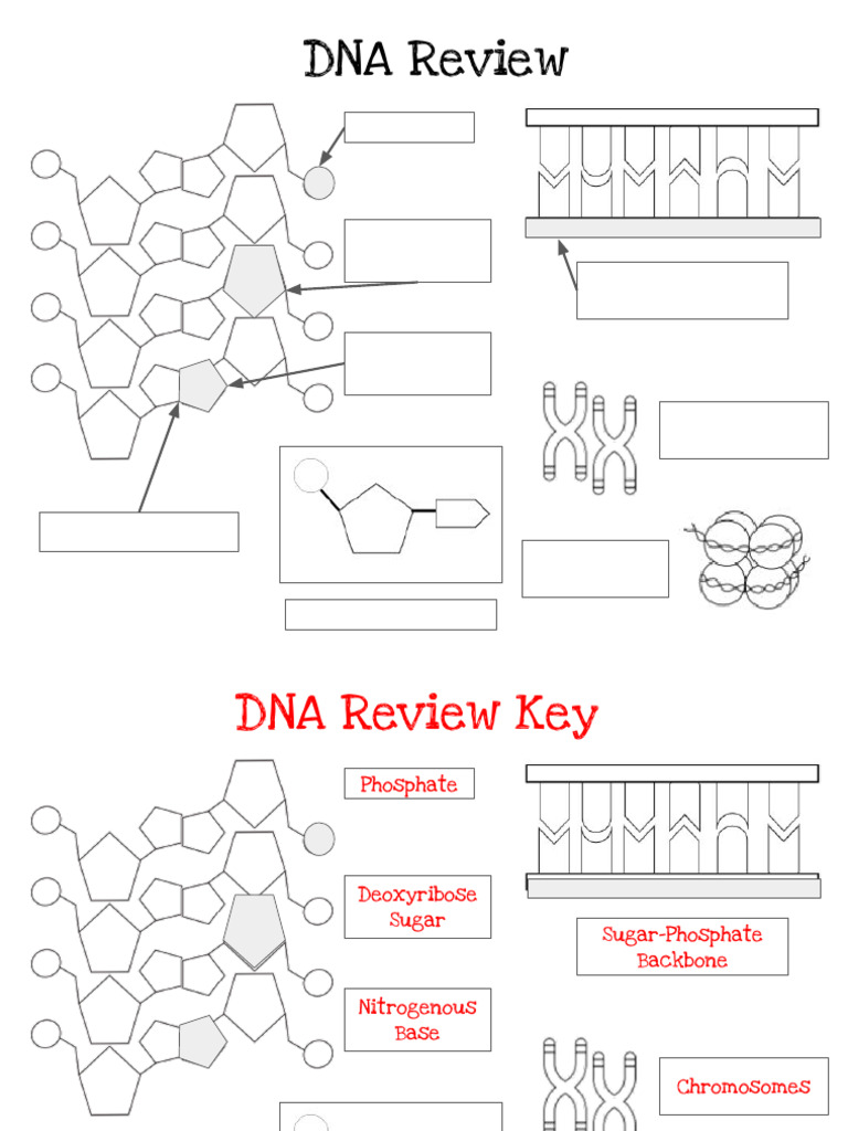 DNA Review | PDF