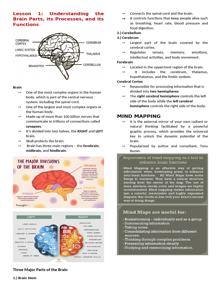 Lesson 1: UNDERSTANDING THE BRAIN PARTS, ITS PROCESSES, AND ITS ...