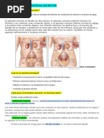 El Aparato Urinario para Quinto de Primaria | PDF | Sistema urinario | Riñón