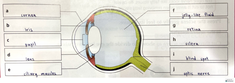 Eye Labels | PDF