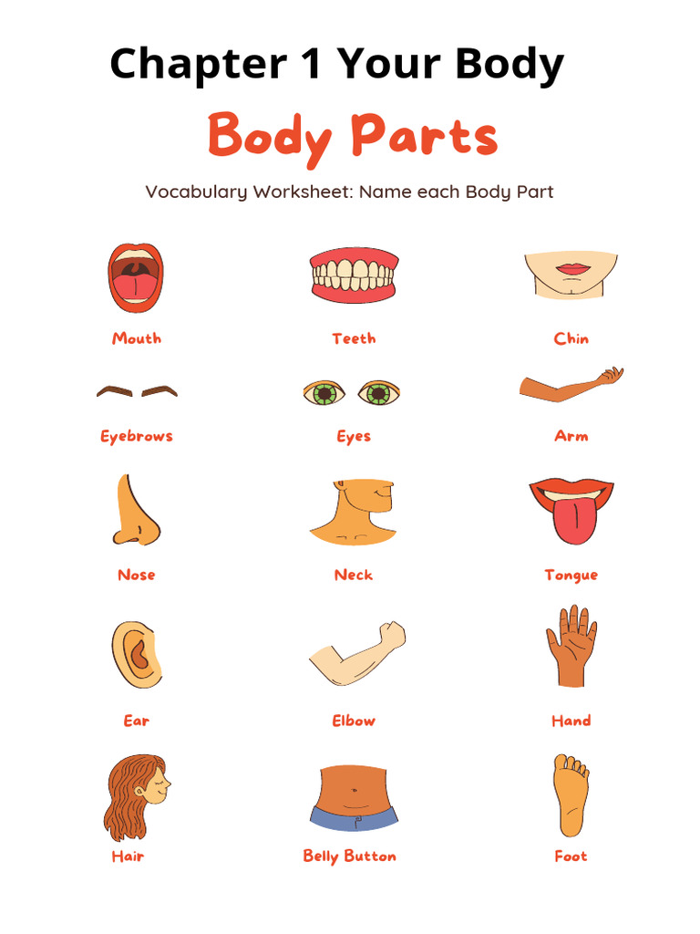 Body Parts Vocabulary Worksheet | PDF | Taste | Senses