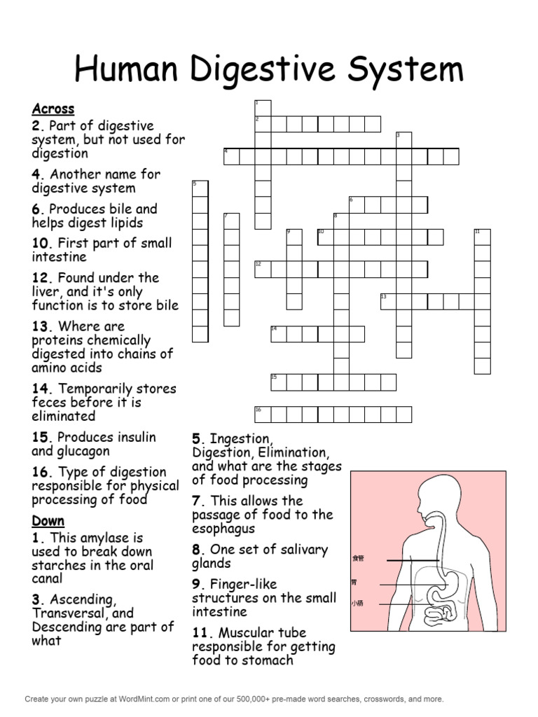 Human Digestive System Crossword Puzzle | PDF