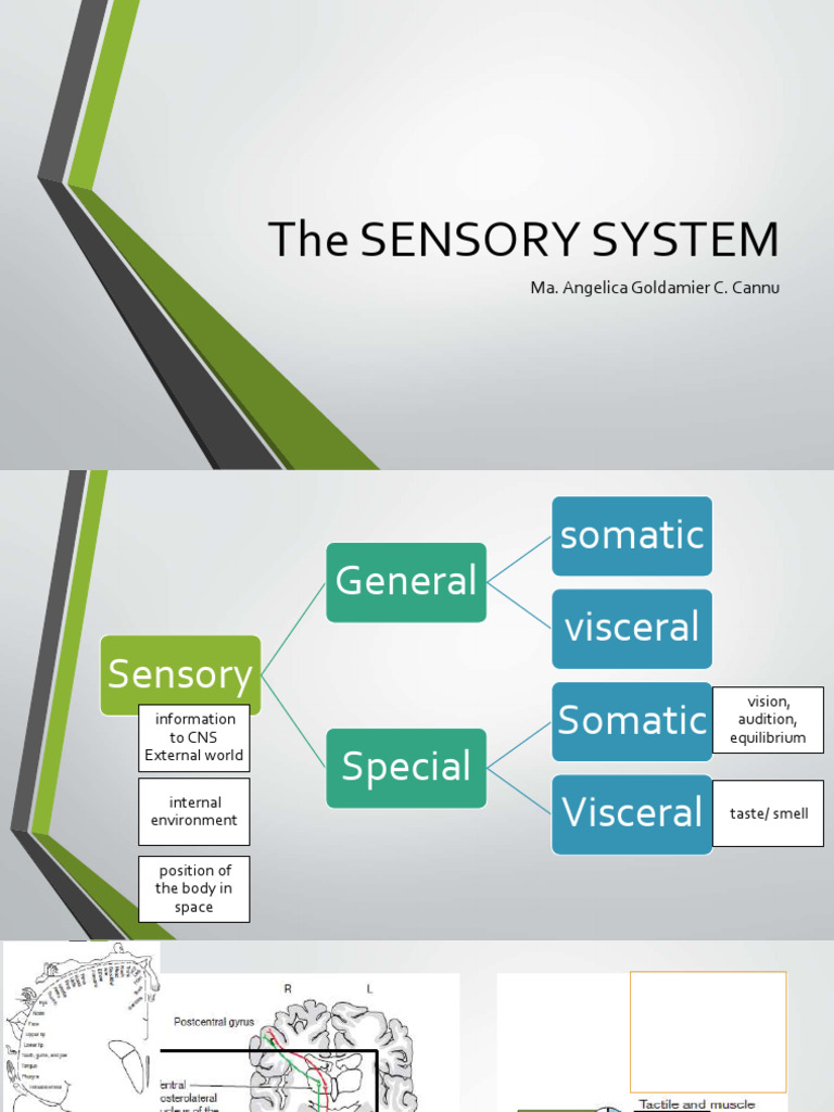 The Sensory System Final | PDF | Stimulus (Physiology) | Spinal Cord