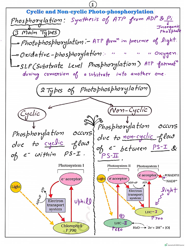 Photosynthesis E2 Light Rxn Final New | PDF