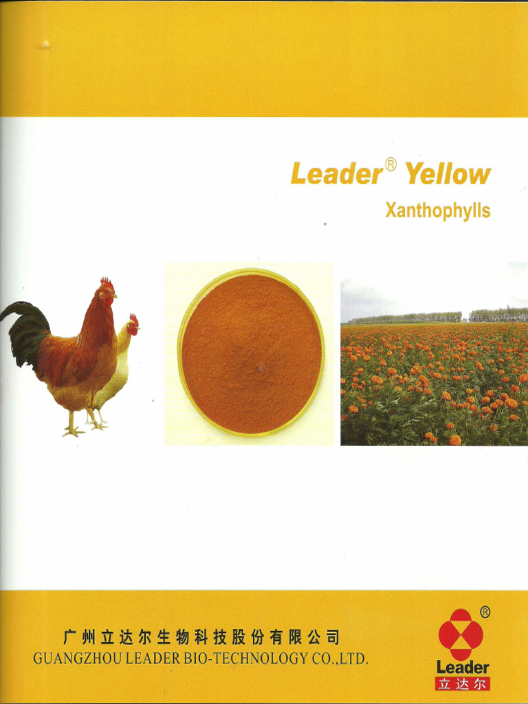 Leader Yellow | PDF