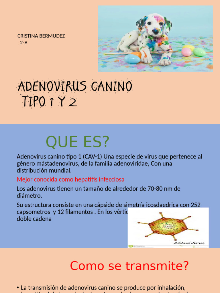 Adenovirus Canino Tipo 1 y 2: Guía Clínica | PDF | Adenoviridae | Medicina