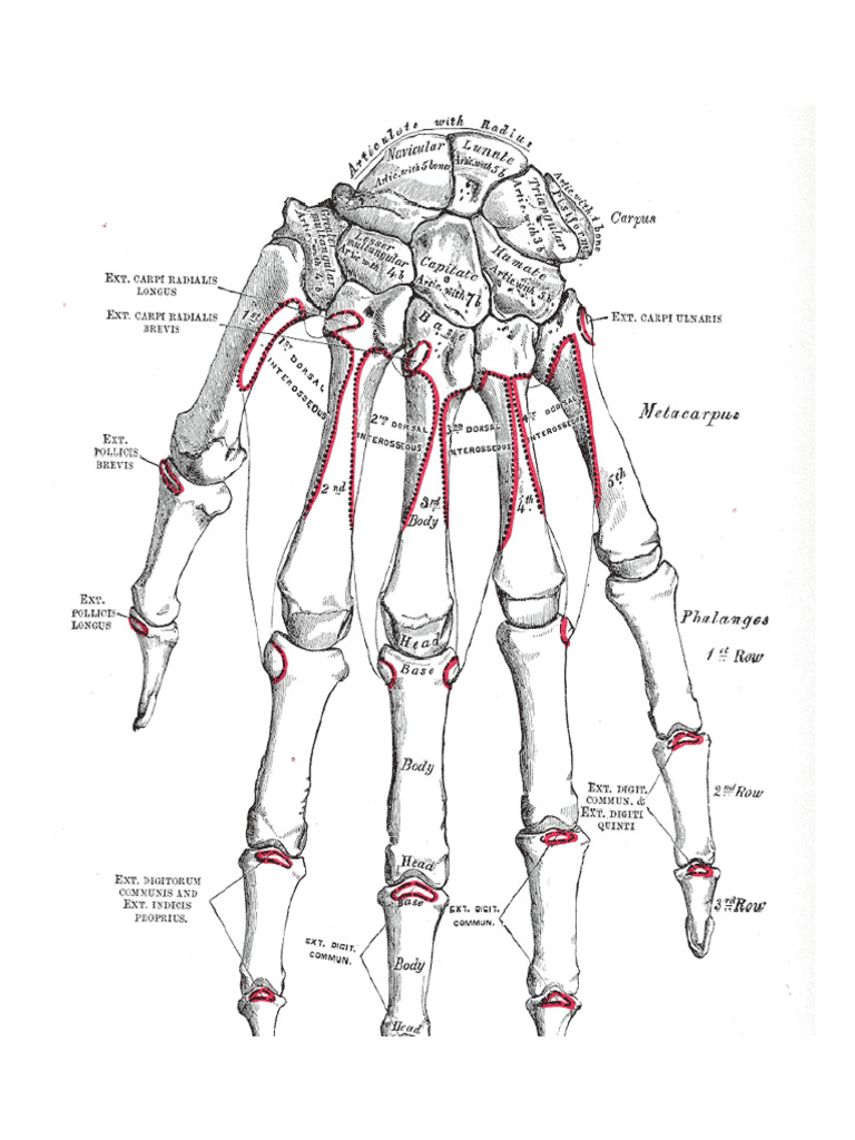7-4 Hand Diagram | PDF