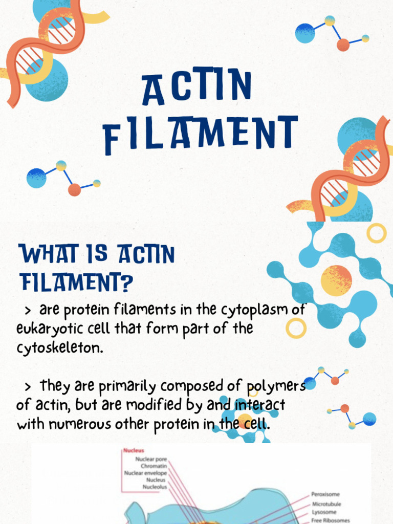 Role of Actin Filaments in Cells | PDF