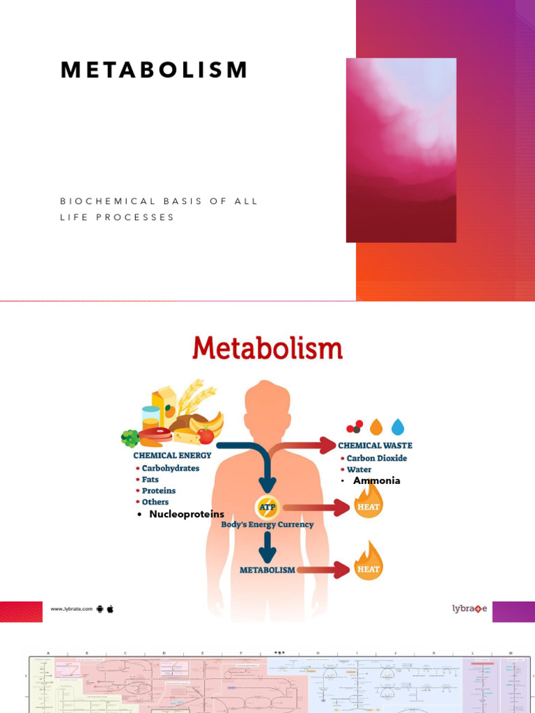 Intro to Metabolism | PDF | Hormone | Metabolism