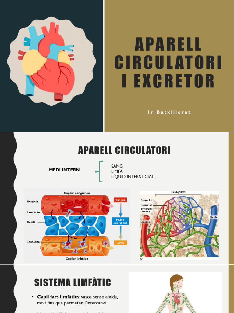 Tema 4.aparell Circulatori I Excretor | PDF