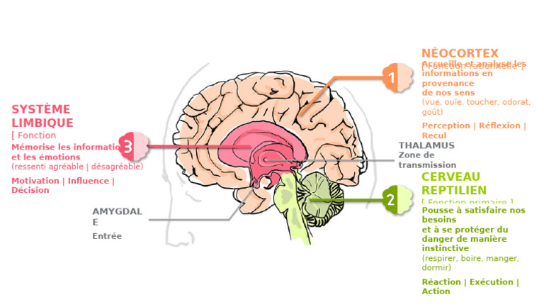 Schéma Les Émotions Et Notre Système Cérébral | PDF
