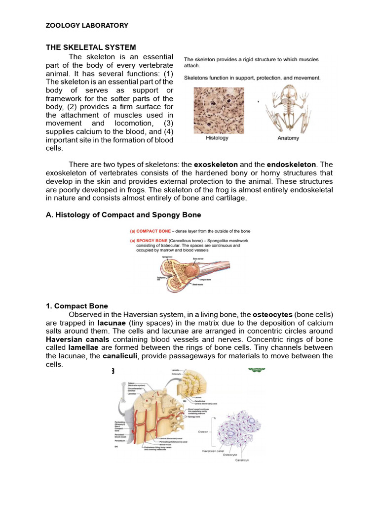 THE-SKELETAL-SYSTEM | PDF | Vertebra | Vertebral Column