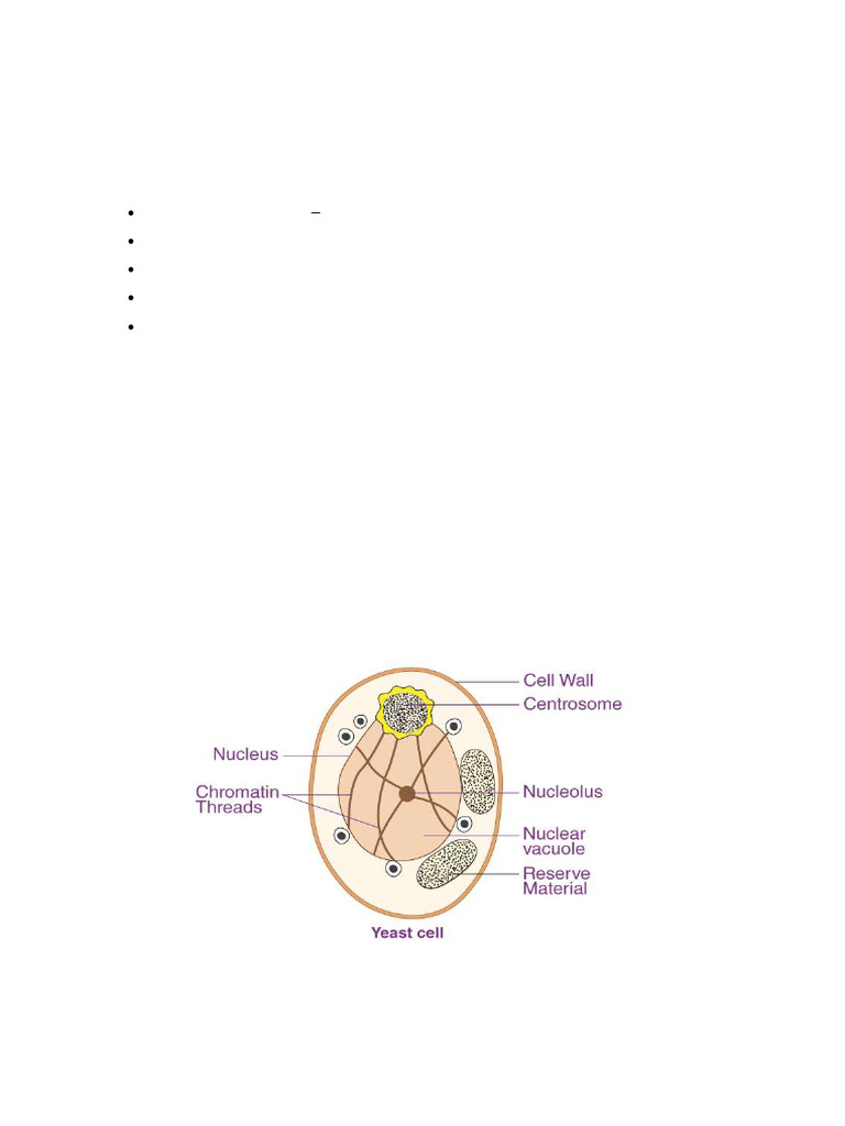 What Are Fungi?: Yeast Cell | PDF | Fungus | Yeast