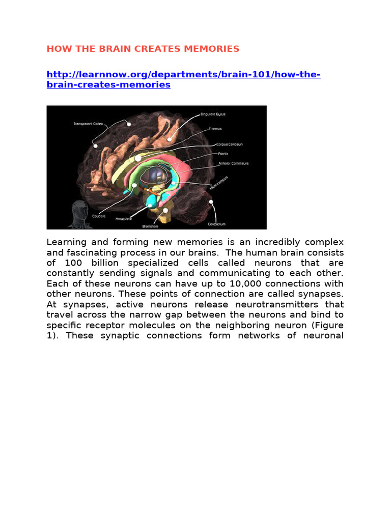 Brain Creates Memories | PDF