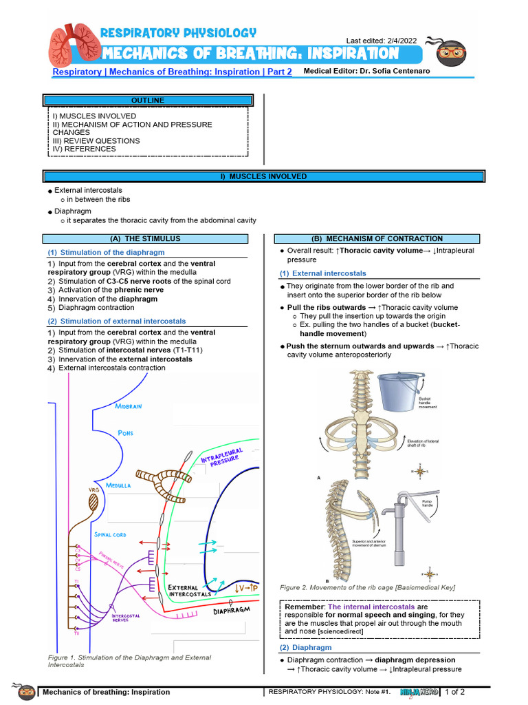 Mechanics of Breathing: Inspiration | PDF | Respiratory System | Breathing