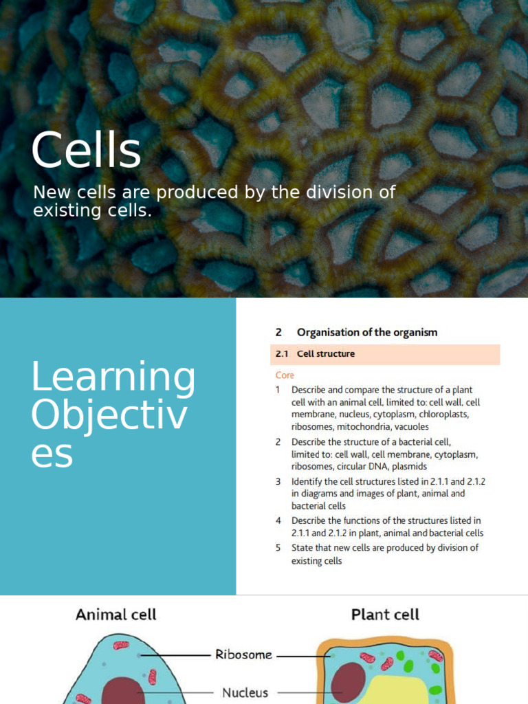 Cell Structures and Functions Explained | PDF | Cell (Biology) | Organelle