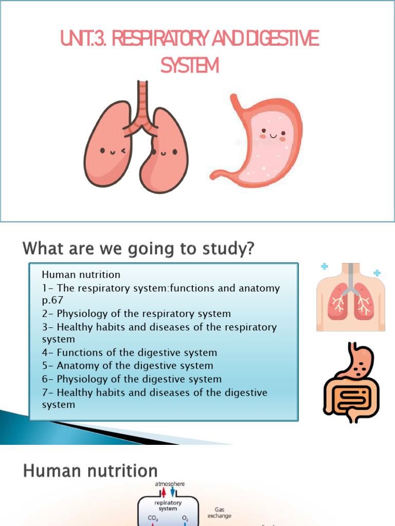 Unit 3 The Respiratory System | PDF | Respiratory Tract | Respiratory ...