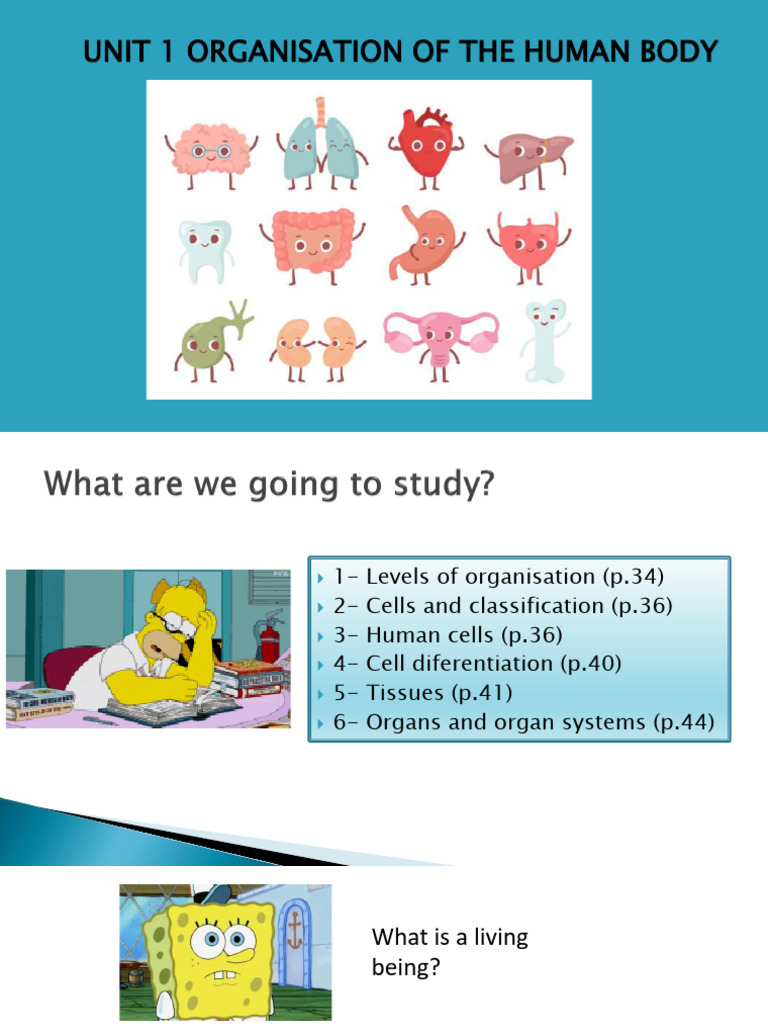 Human Body Organization Overview | PDF | Epithelium | Cell (Biology)