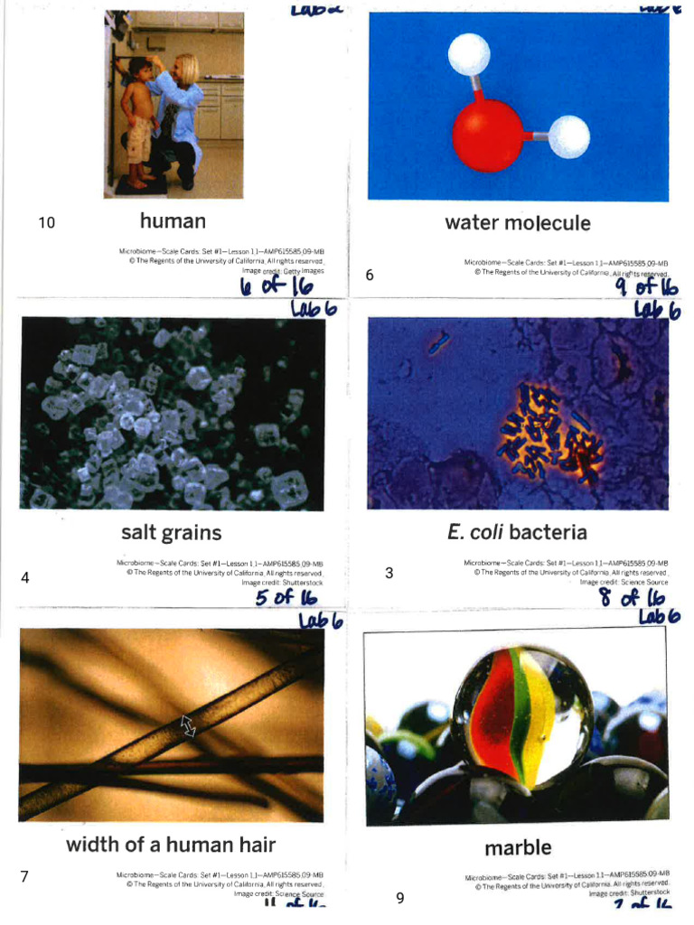 Microbiome Scale Learning Cards | PDF | Life Sciences | Biology
