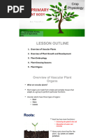Root and Shoot Systems | PDF | Root | Plant Stem
