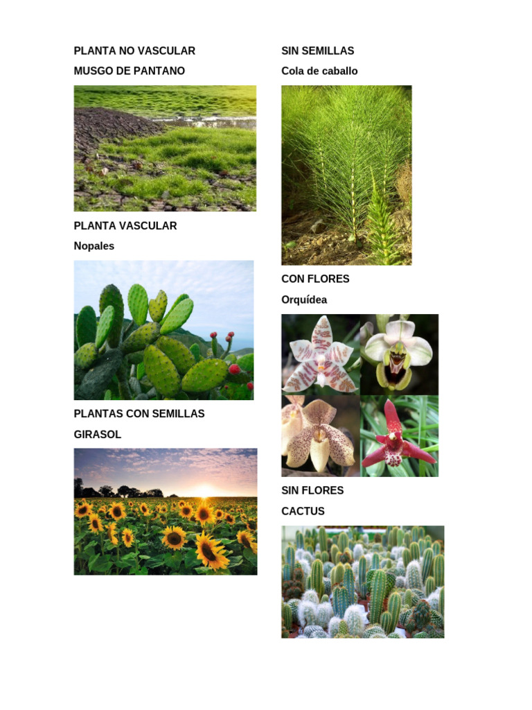 Planta No Vascular | PDF