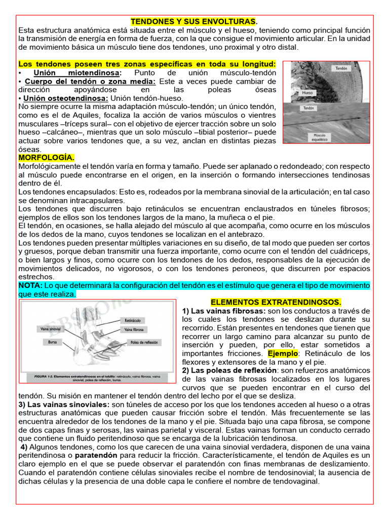 Tendones y Sus Envolturas | PDF | Tendón | Herida