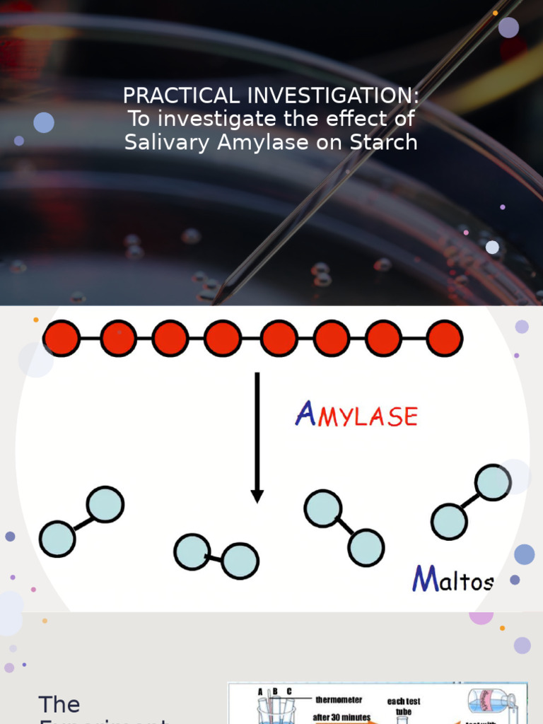 Practical Investigation - Amylase and Starch | PDF