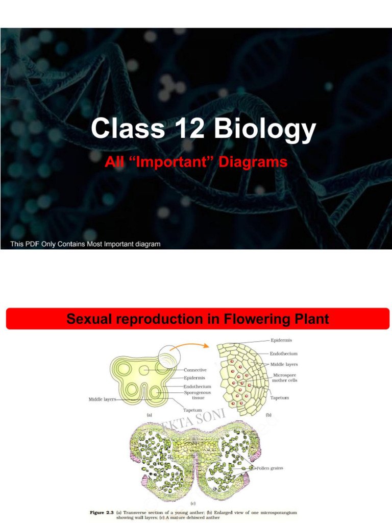 Class 12 Biology ALL Important Diagrams at One Place EKta Soni 1 | PDF