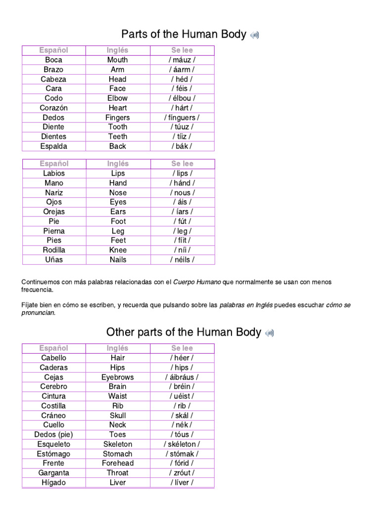 Vocabulario Cuerpo Humano Pdf Anatomía Humana Sistema