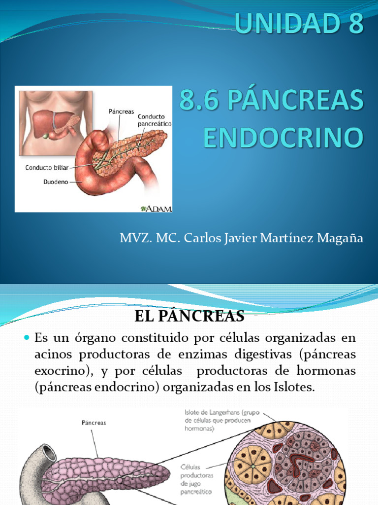 Funciones y Regulación del Páncreas | PDF | Páncreas | Insulina