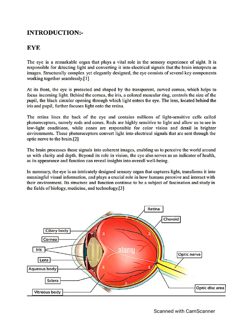 Eye Introduction | PDF