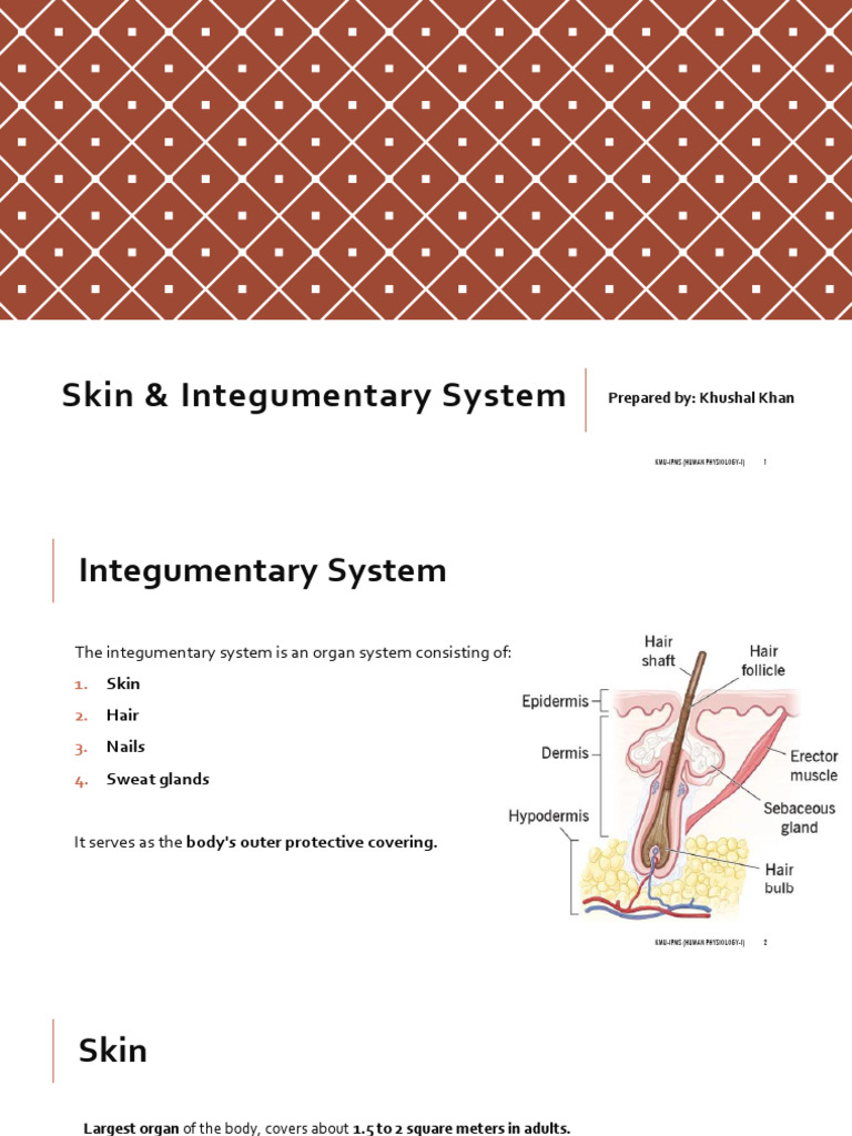 Integumentary System Overview | PDF | Integumentary System | Skin