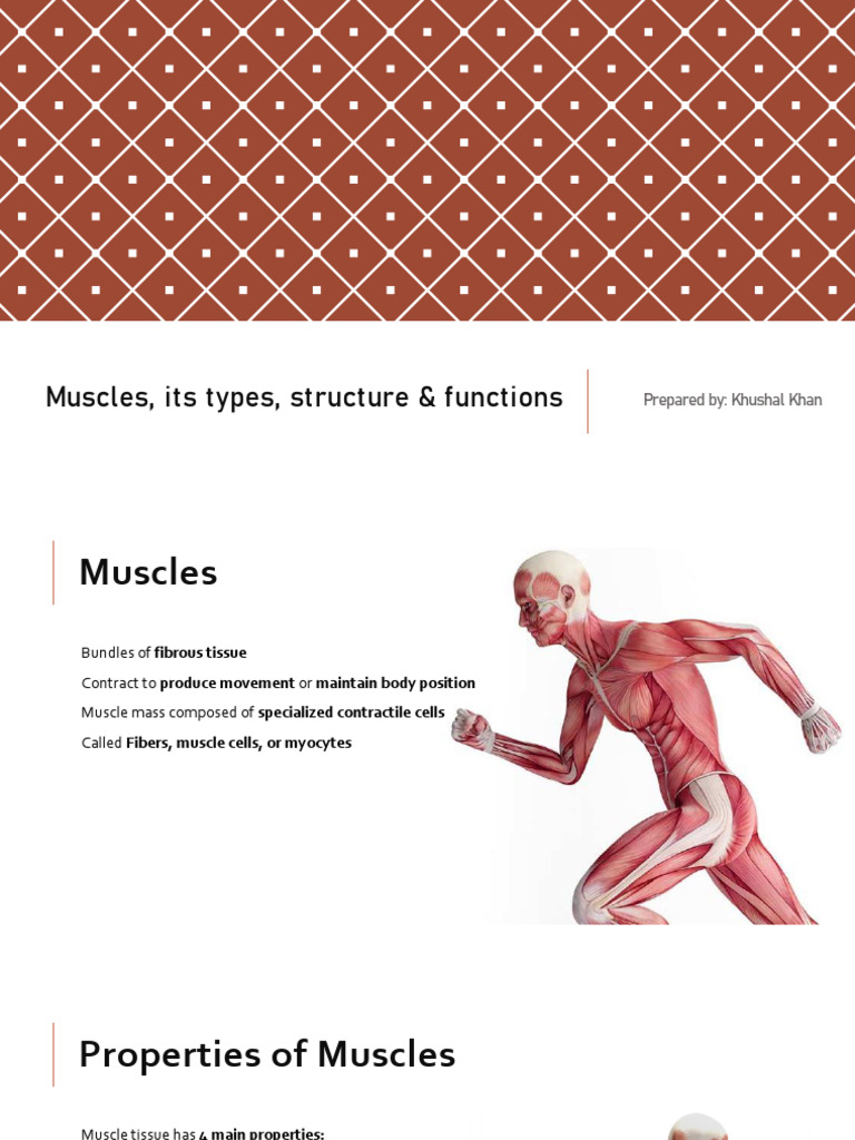 Types and Functions of Muscle Tissue | PDF | Muscle | Muscle Contraction