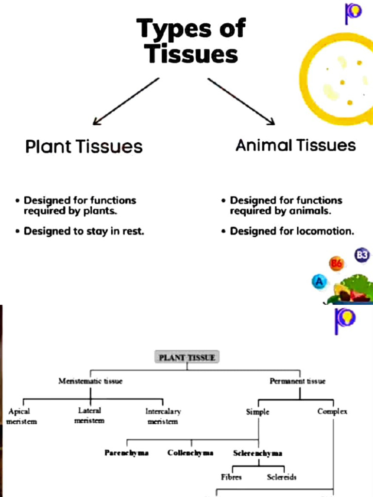 Tissue Biology | PDF
