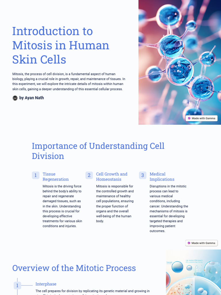 Mitosis in Human Skin Cells Study | PDF | Mitosis | Cell Biology
