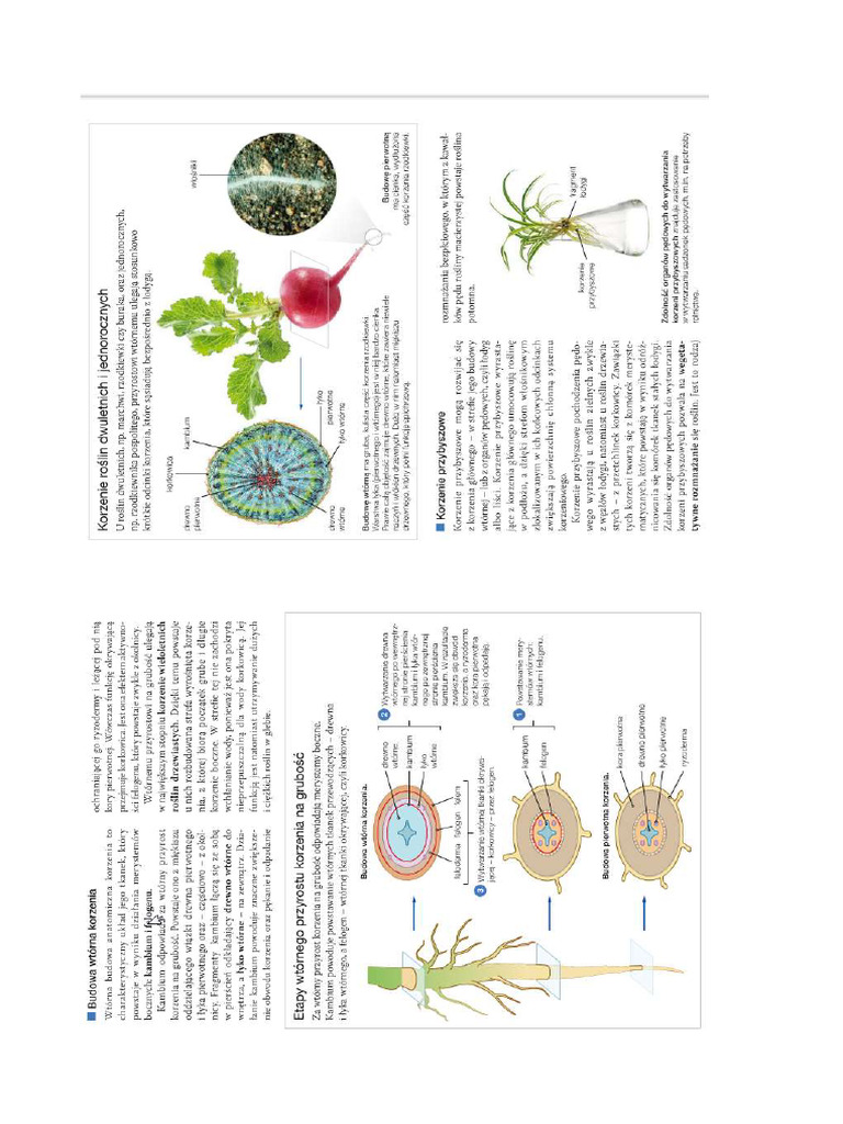 SCCZ | PDF