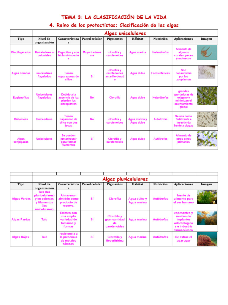 Clasificación de Las Algas | PDF | Algas | Biología