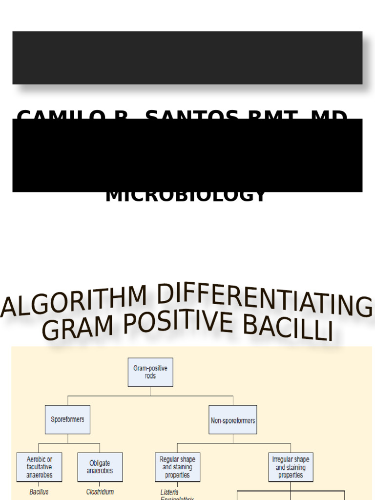 Gram Positive Bacilli Overview | PDF | Anthrax | Leprosy