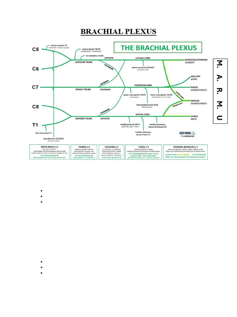 Brachial plexus | PDF | Arm | Nervous System