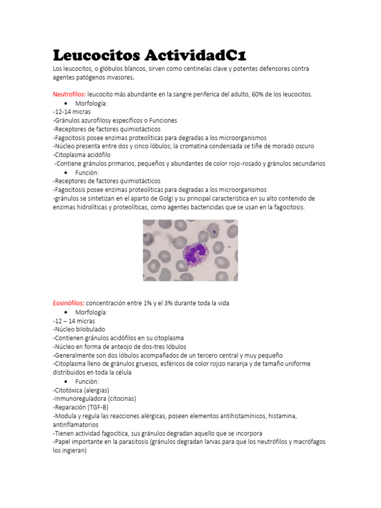 Funciones y Morfología de Leucocitos | PDF | Leucocito | Inflamación