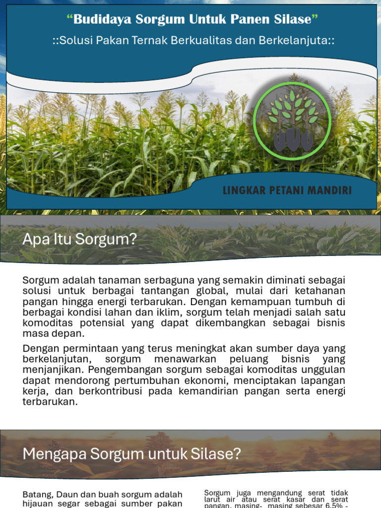 Budidaya Sorgum Pakan | PDF