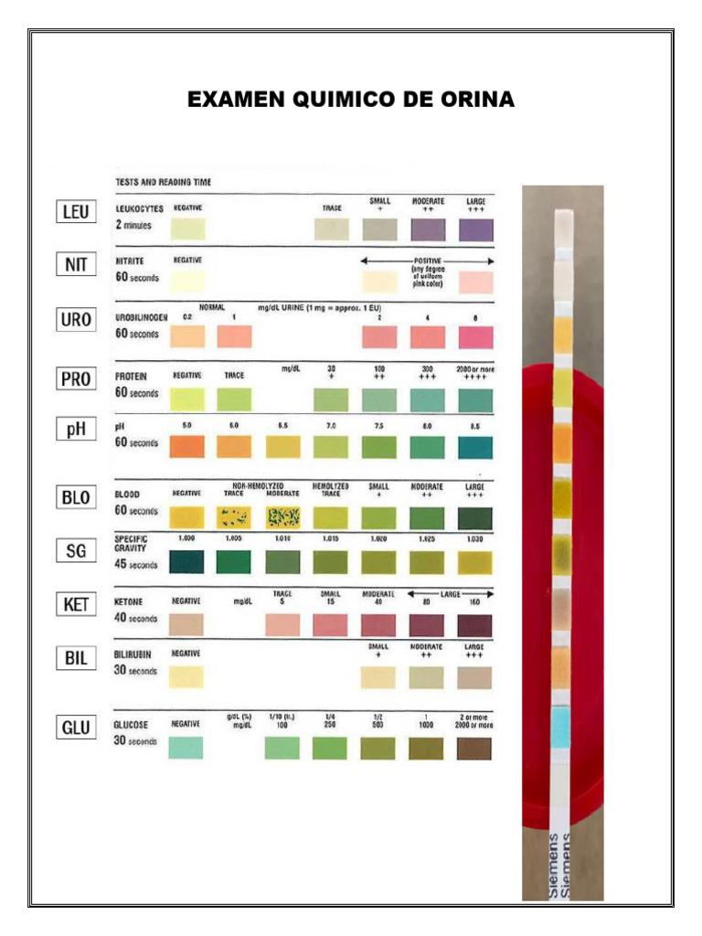 Examen Quimico de Orina | PDF