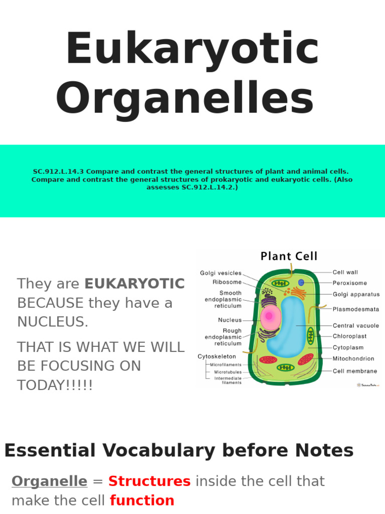 Eukaryotic Cell Organelles Overview | PDF | Endoplasmic Reticulum ...