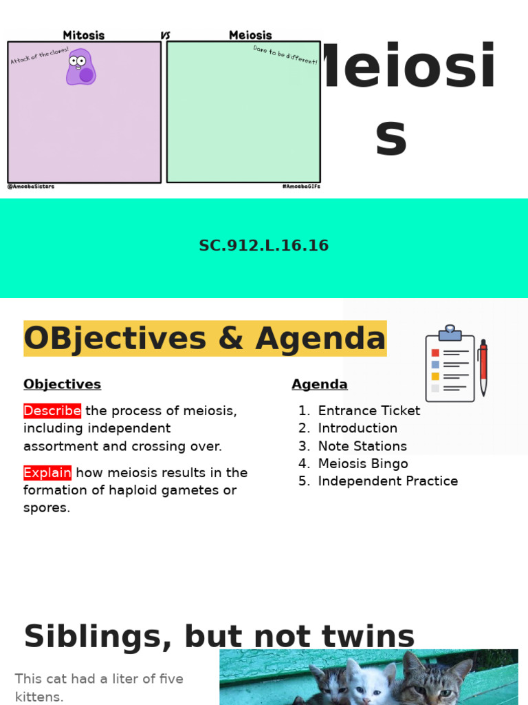 Meiosis Powerpoint Pdf Meiosis Chromosome