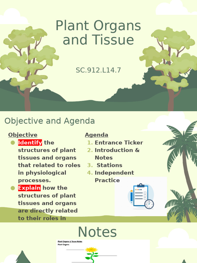 Understanding Plant Organs and Tissues | PDF