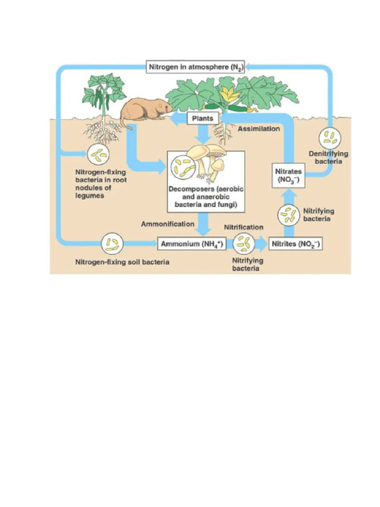 Daur Biogeokimia Nitrogen | PDF