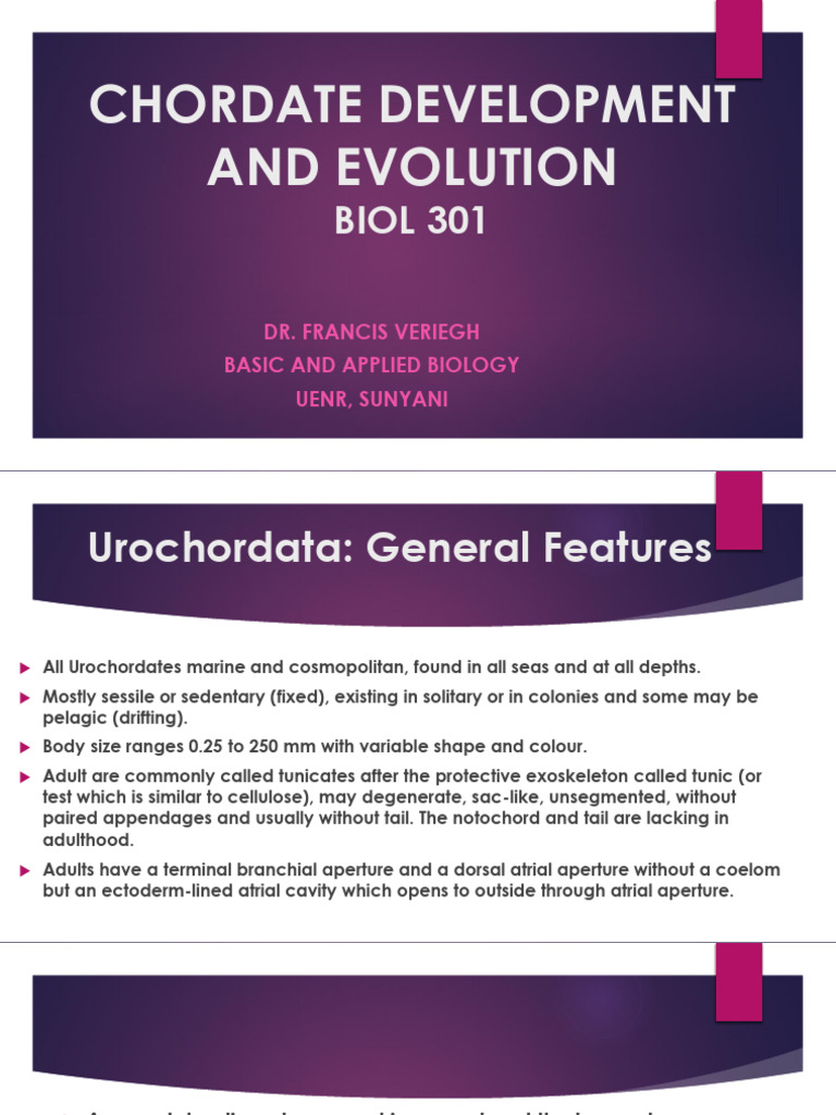 Chordate Development II_Urochordata | PDF