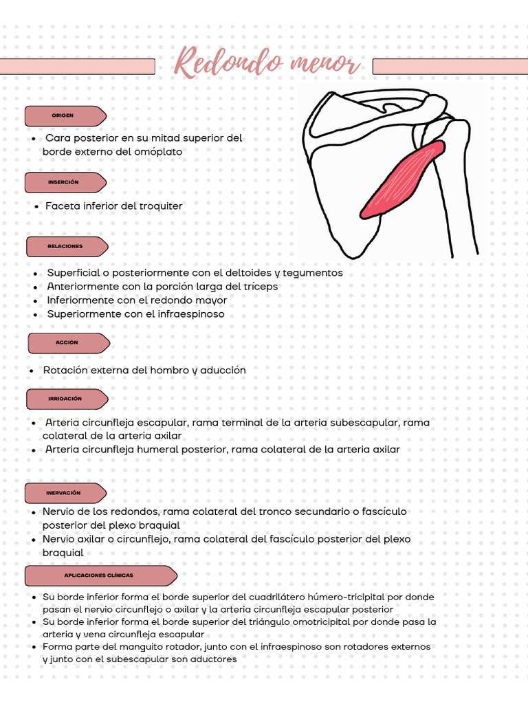 Función y anatomía del redondo menor | PDF
